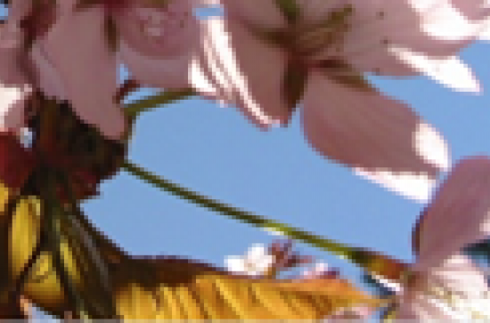 CTL Spring 2024 Newsletter published | Maynooth University